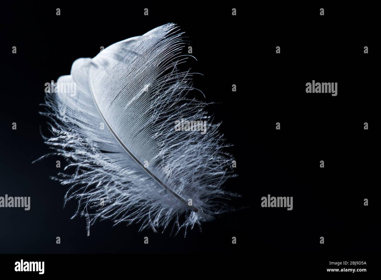 Close up swan texture hi-res stock photography and images - Alamy