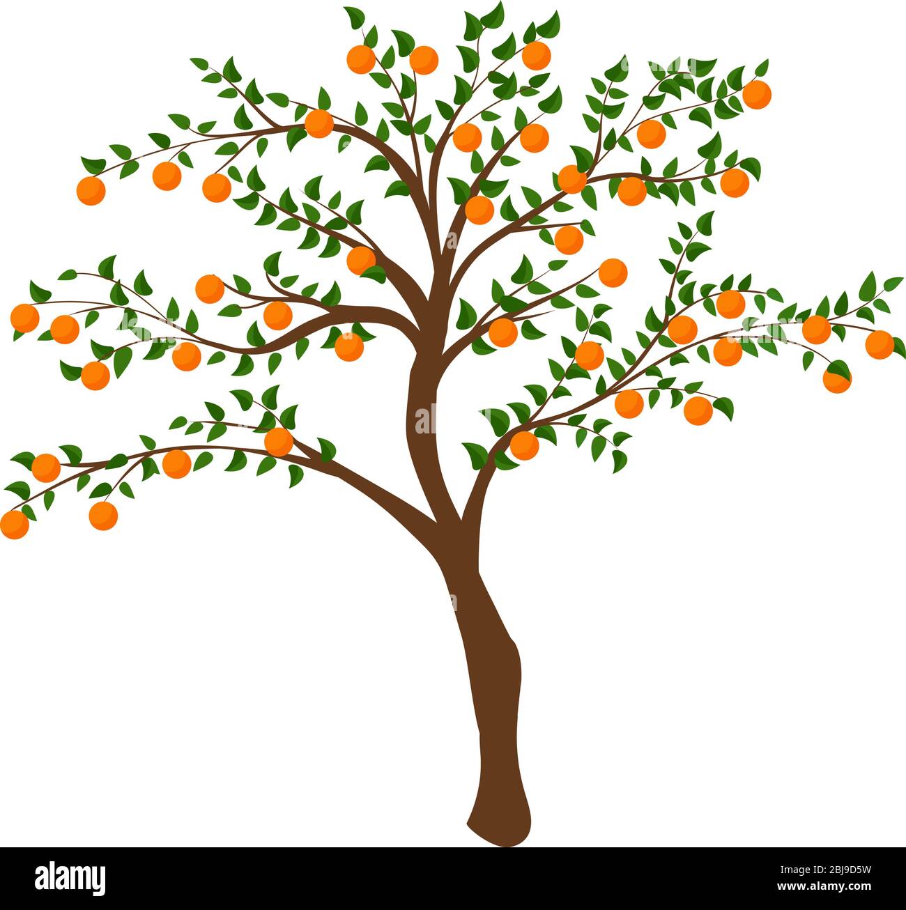 tree with ripe persimmon isolated on white. vector illustration of a ...