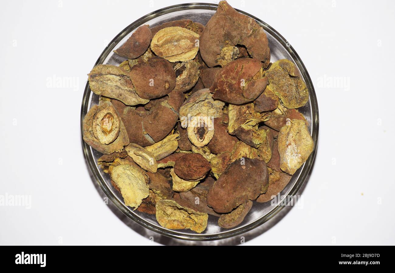 Baheda,Tropical almond, Bibhitaki, Terminalia bellirica, bastard ...