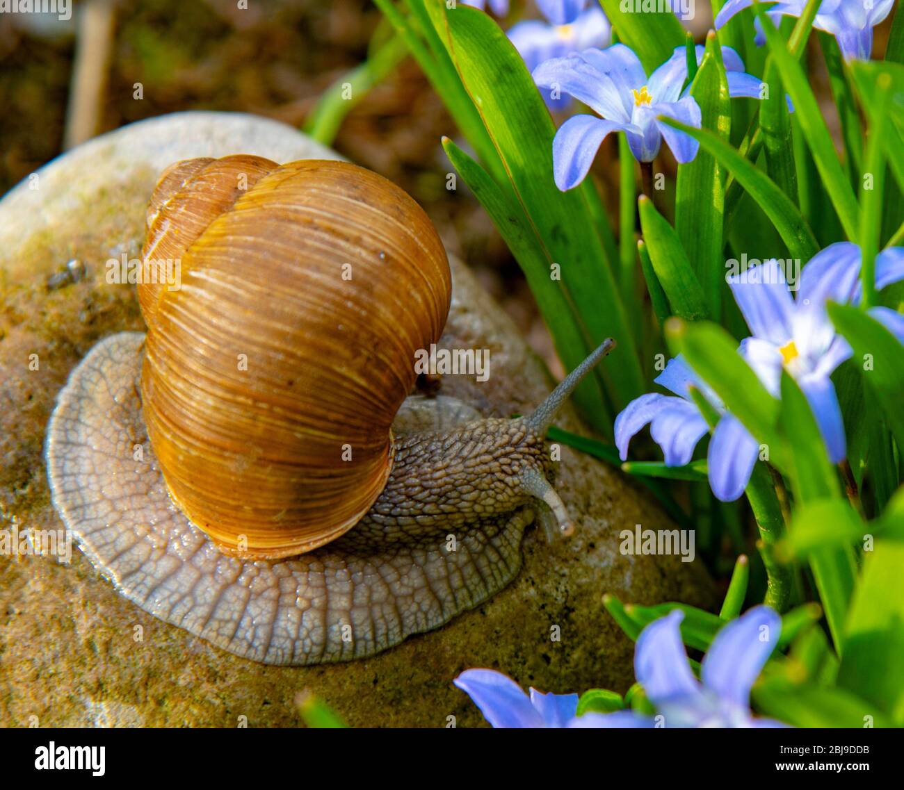 An ordinary garden snail on a rock and blue flowers Stock Photo - Alamy