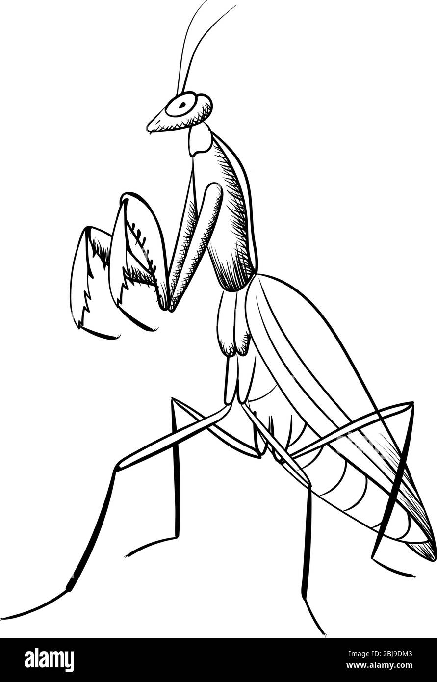 mantis vector hand drawing. monochrome contour illustration of insect ...