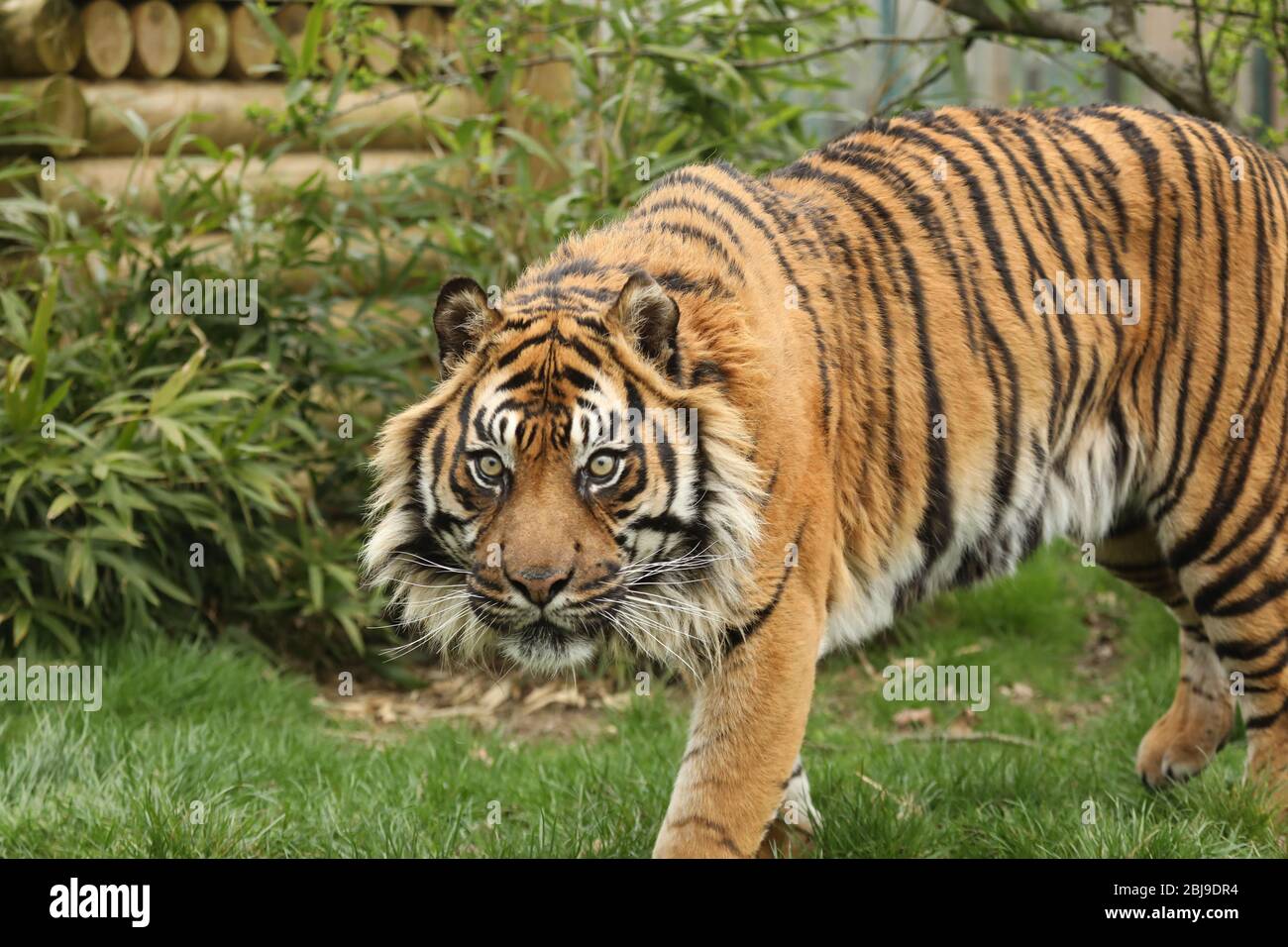 Amur tiger endangered species in captivity Stock Photo - Alamy