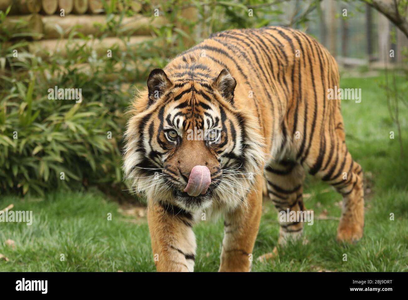 Amur tiger endangered species in captivity Stock Photo - Alamy