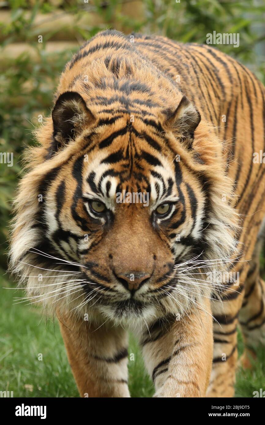 Amur tiger endangered species in captivity Stock Photo - Alamy
