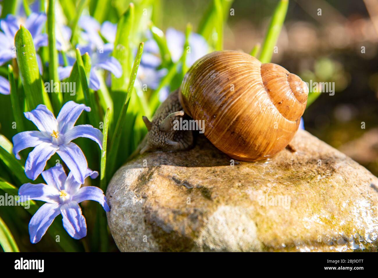 An ordinary garden snail on a rock and blue flowers Stock Photo - Alamy