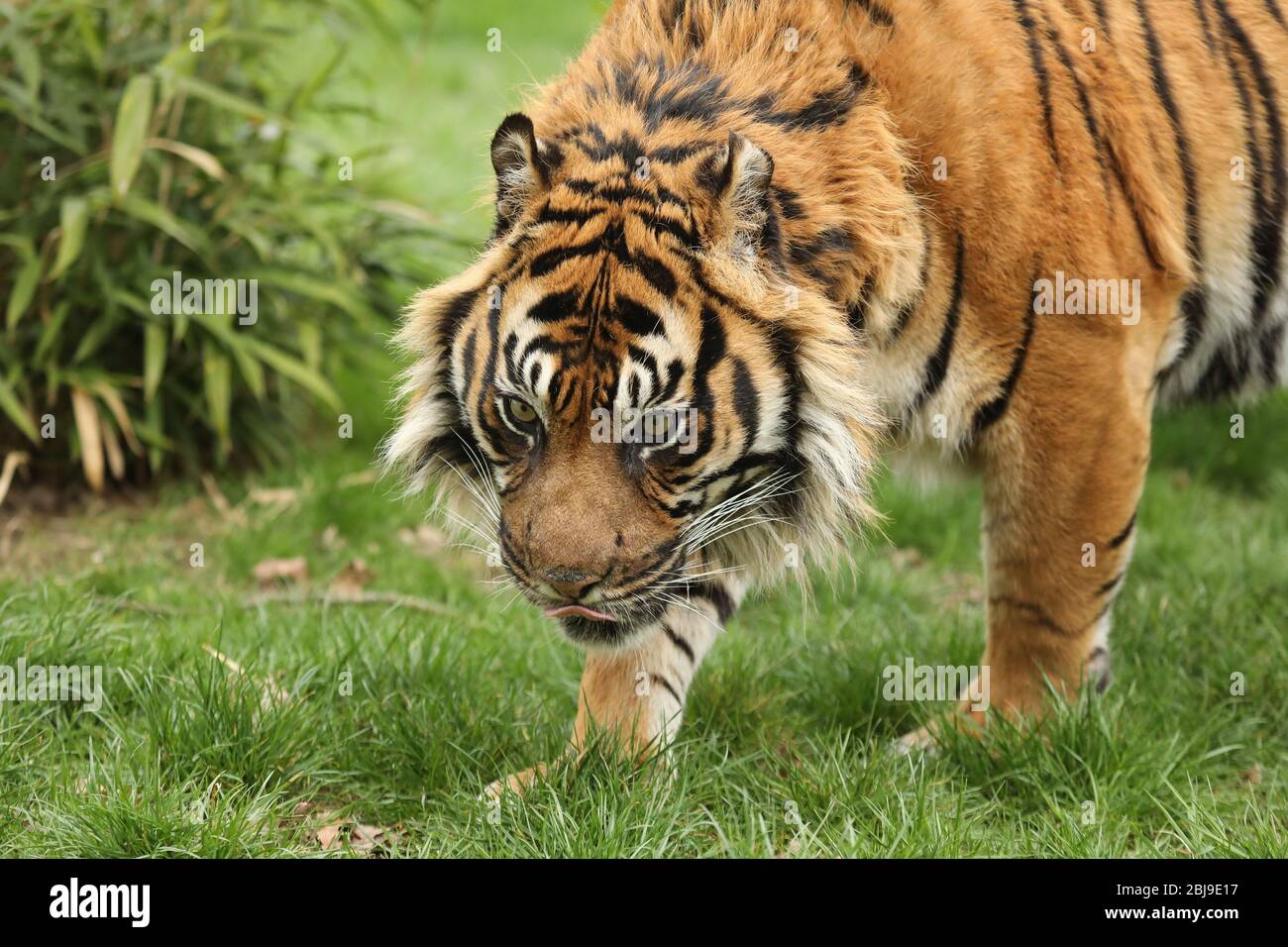 Amur tiger endangered species in captivity Stock Photo - Alamy