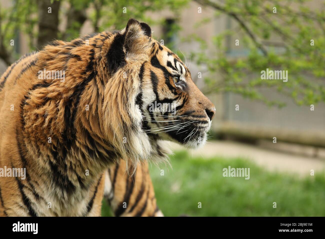 Amur tiger endangered species in captivity Stock Photo - Alamy