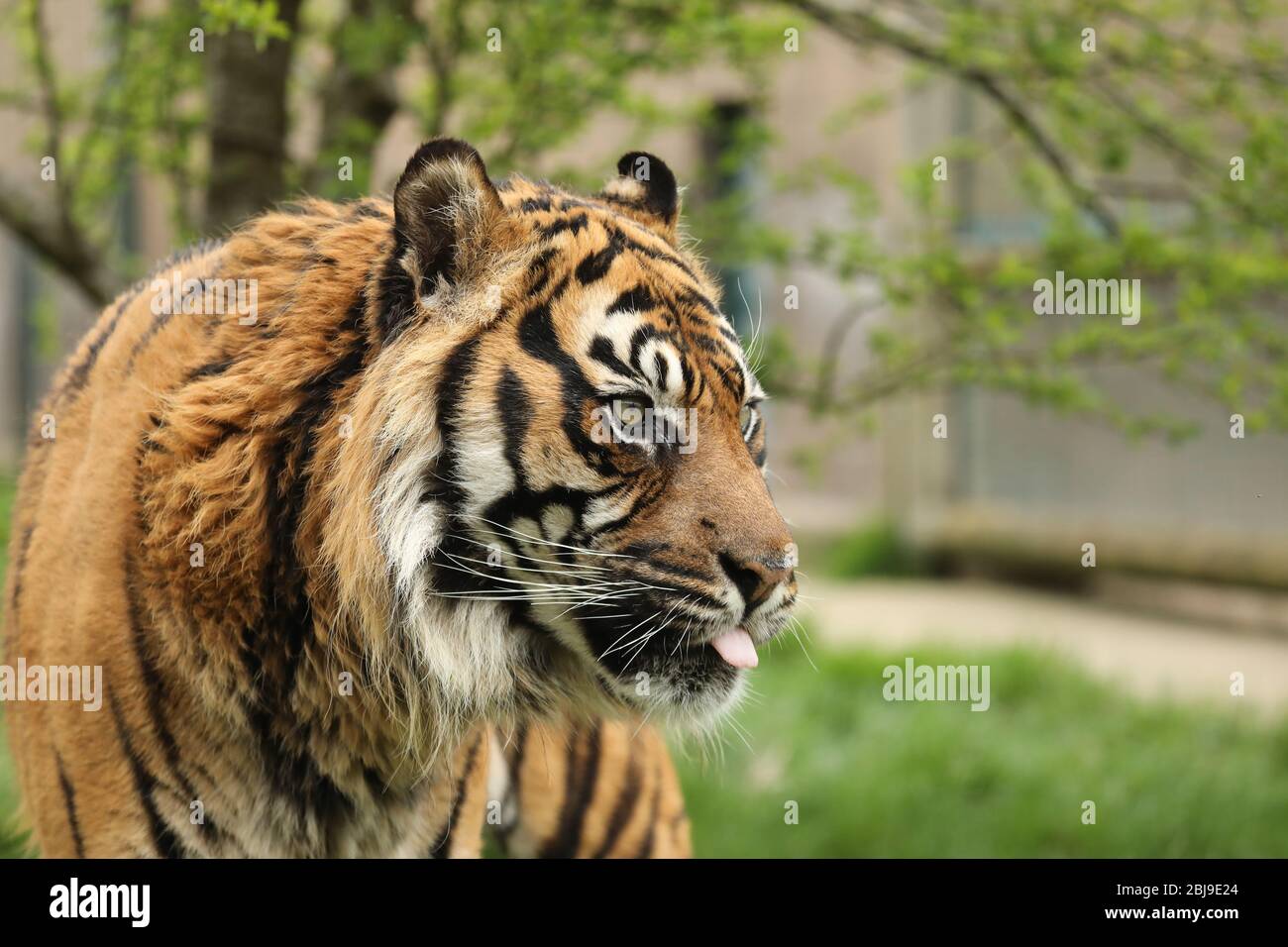Amur tiger endangered species in captivity Stock Photo - Alamy