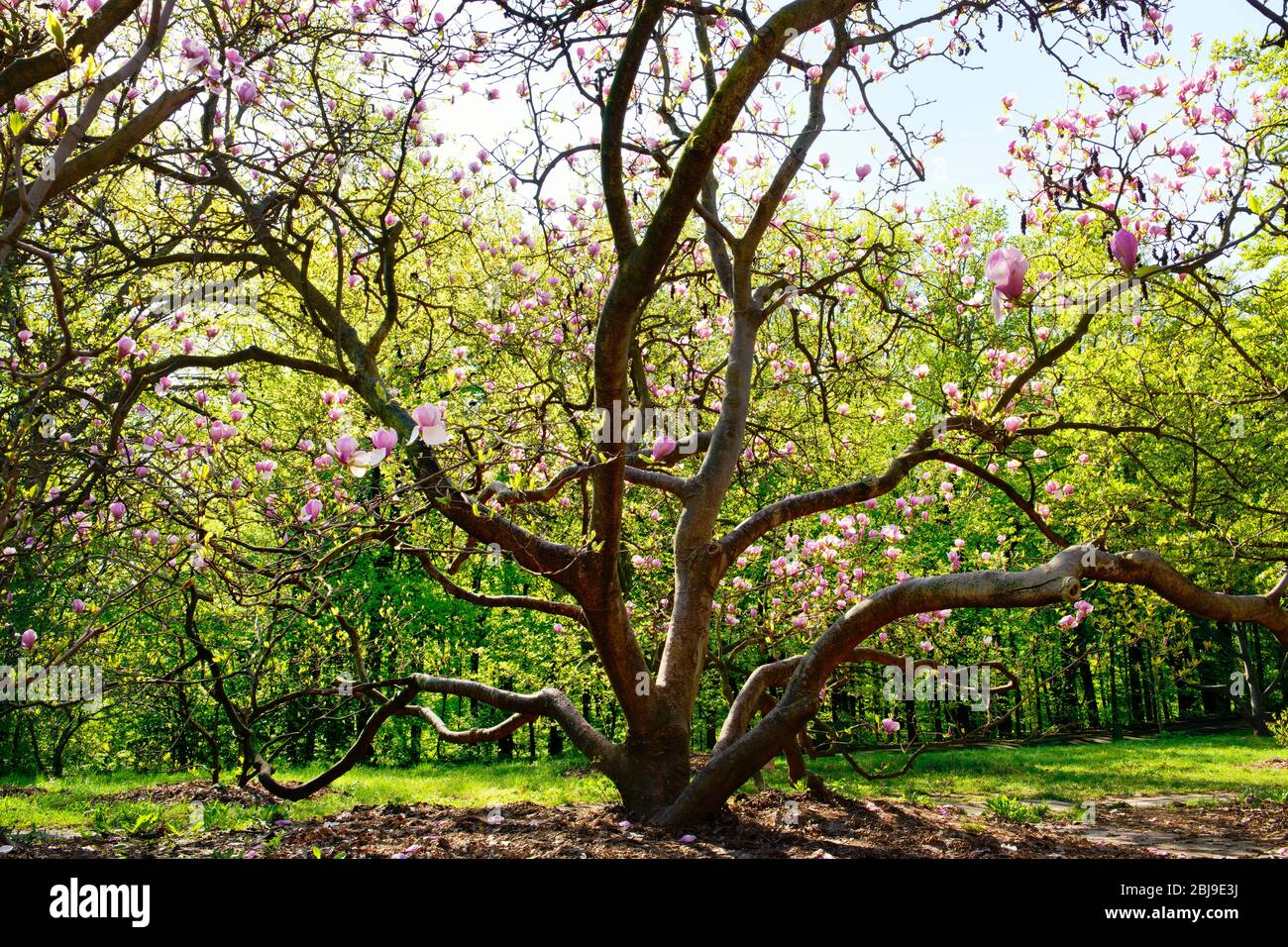 Old magnolia tree hi-res stock photography and images - Alamy