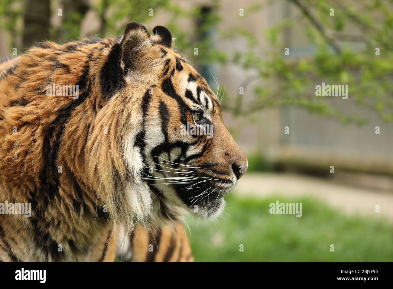 Amur tiger endangered species in captivity Stock Photo - Alamy