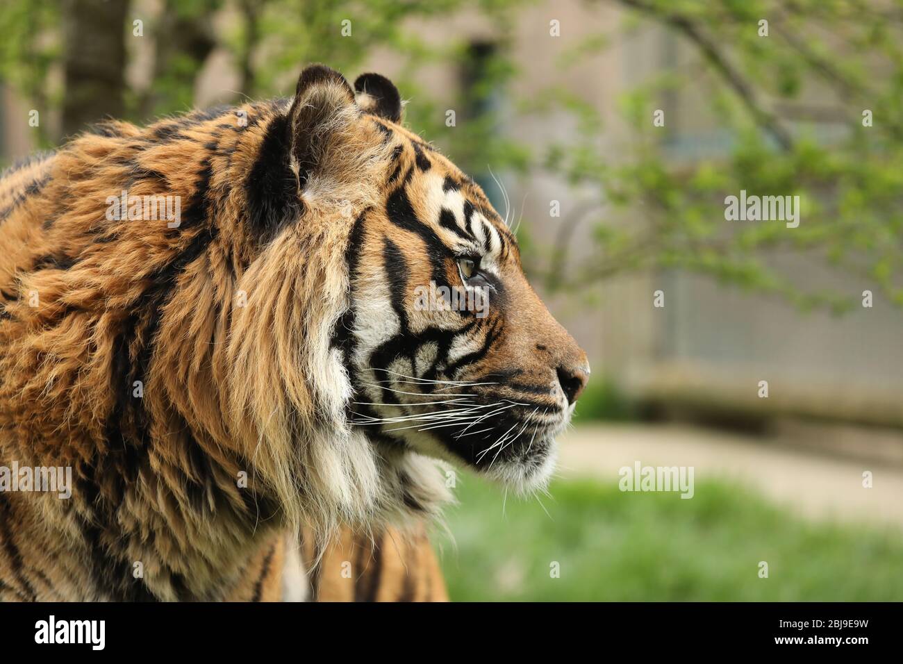 Amur tiger endangered species in captivity Stock Photo - Alamy