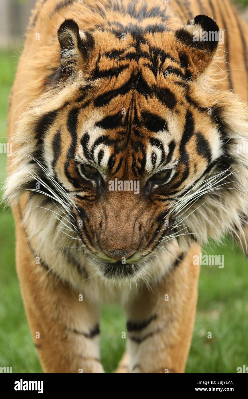 Amur tiger endangered species in captivity Stock Photo - Alamy