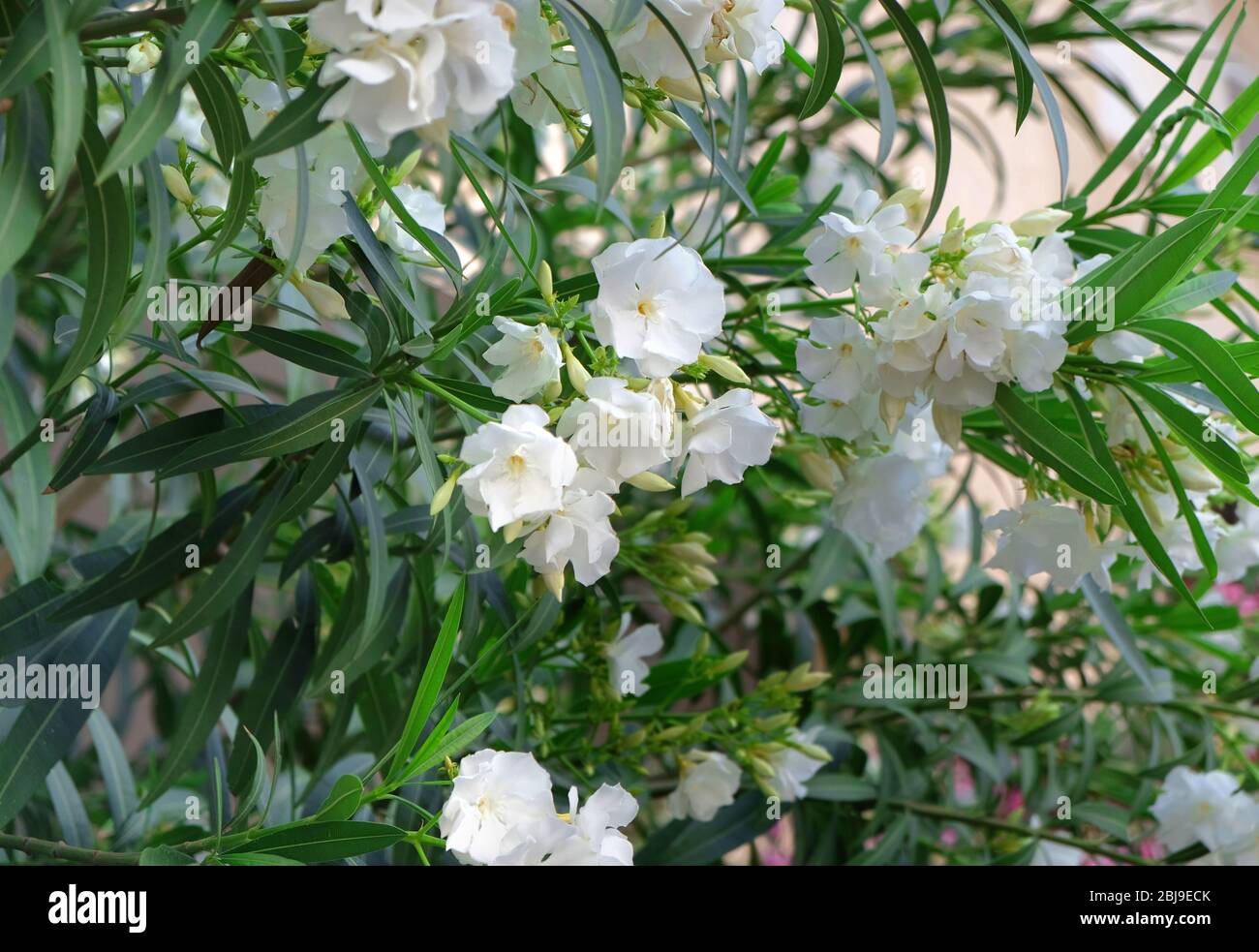 Beautiful white bush Stock Photo - Alamy