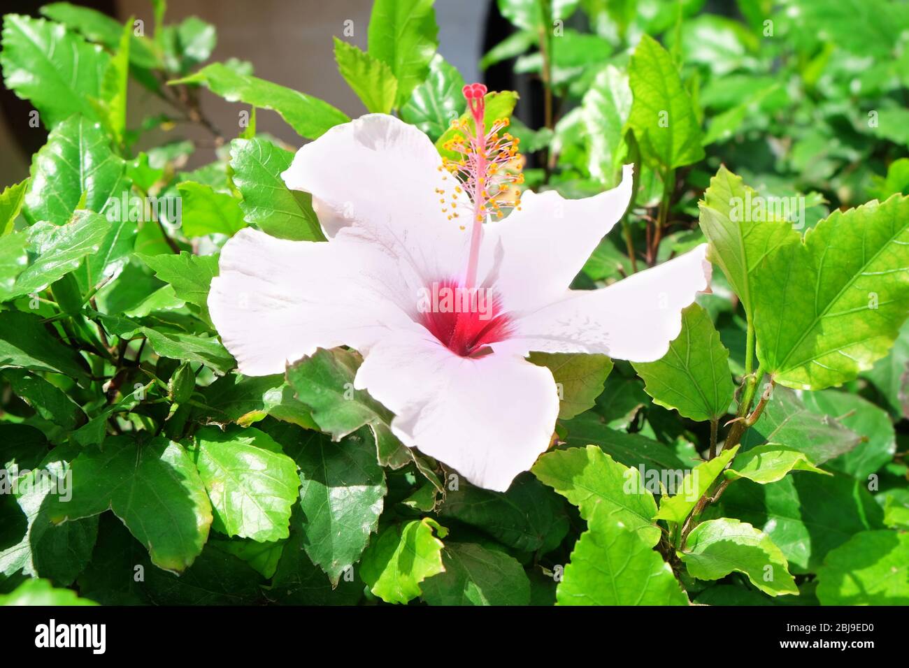 Beautiful white hibiscus Stock Photo - Alamy