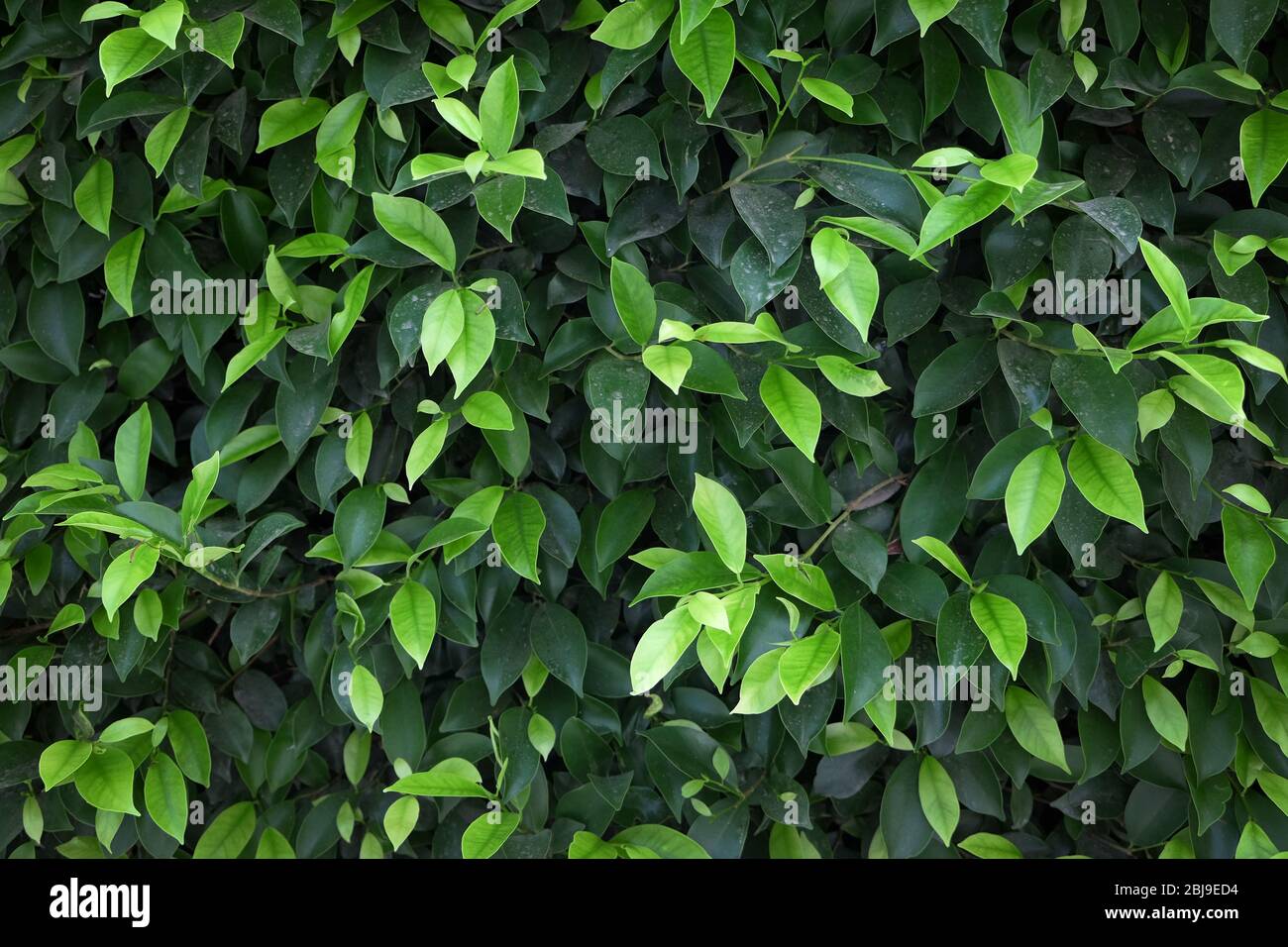 Green bushes background Stock Photo - Alamy