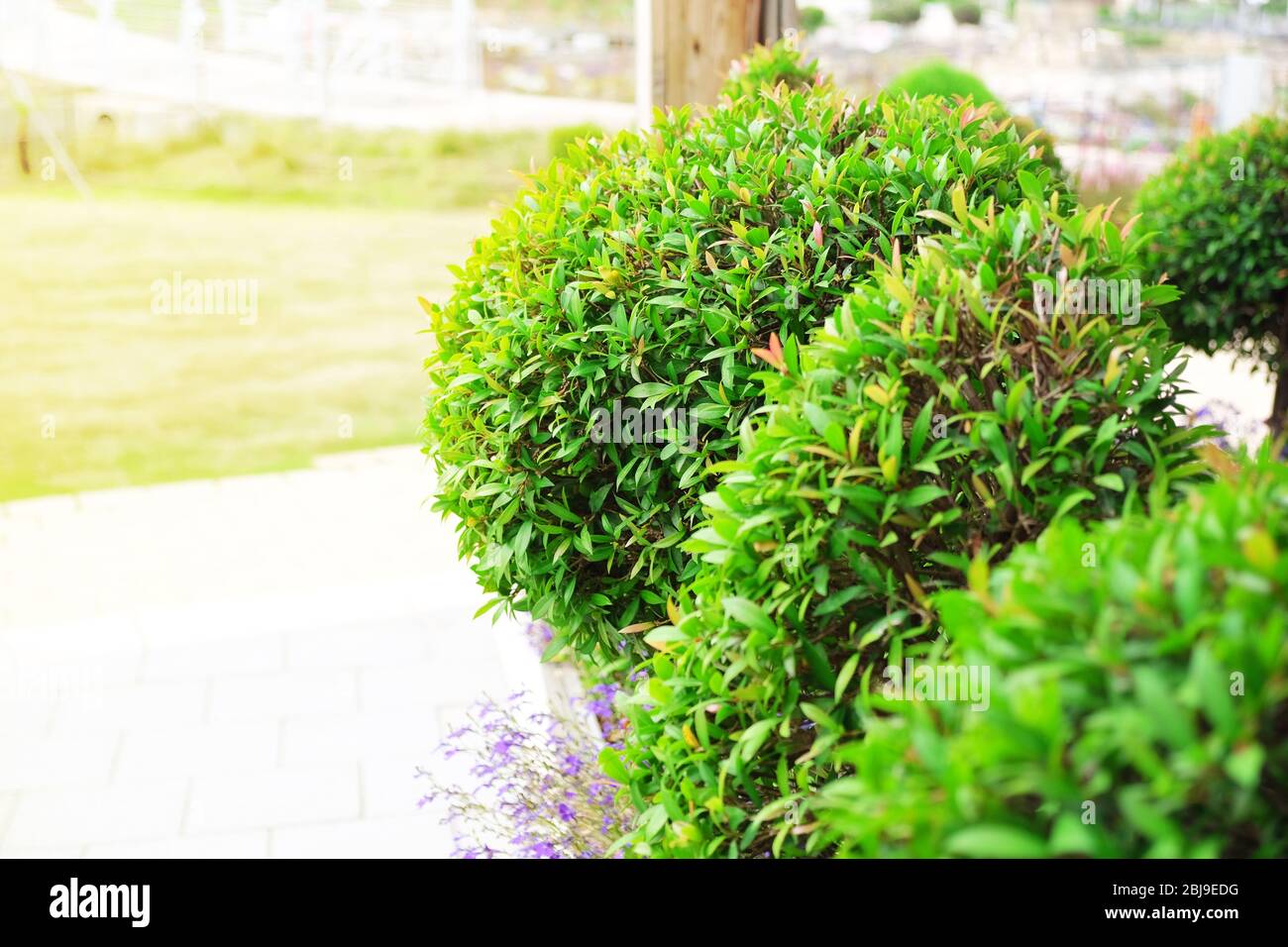 Green bushes in the street Stock Photo - Alamy