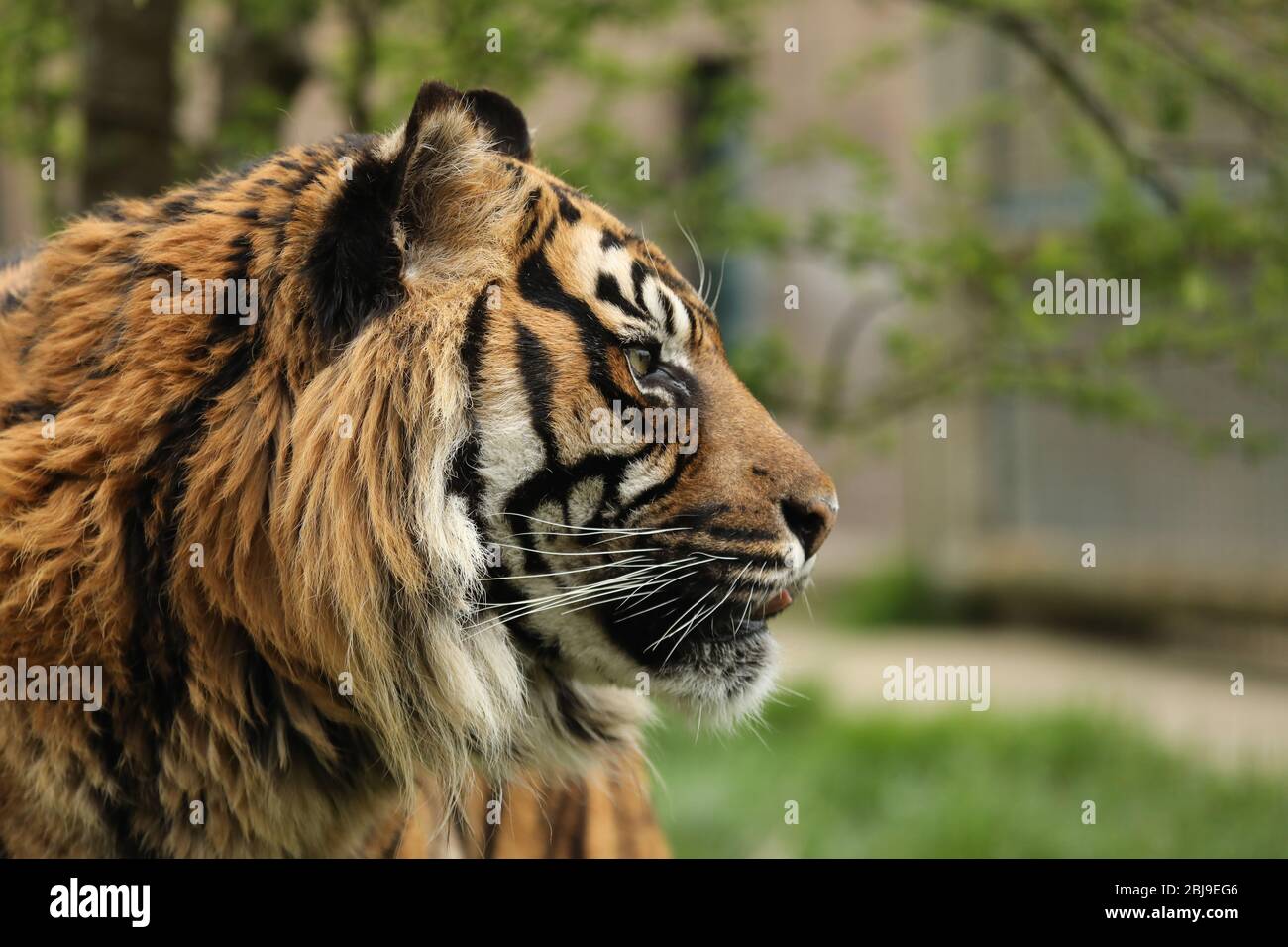 Amur tiger endangered species in captivity Stock Photo - Alamy