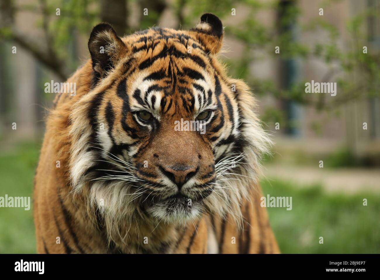 Amur tiger endangered species in captivity Stock Photo - Alamy