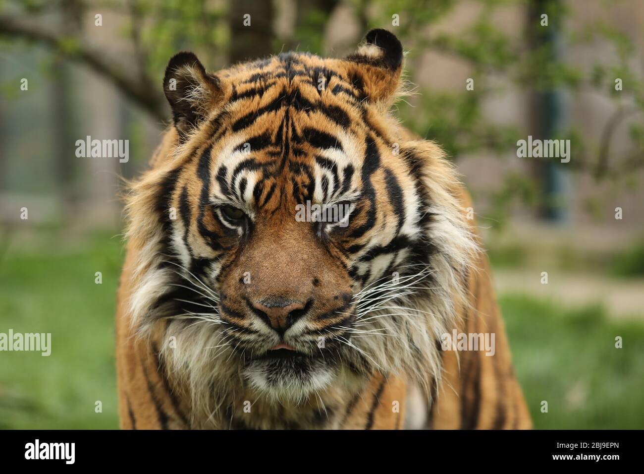 Amur tiger endangered species in captivity Stock Photo - Alamy