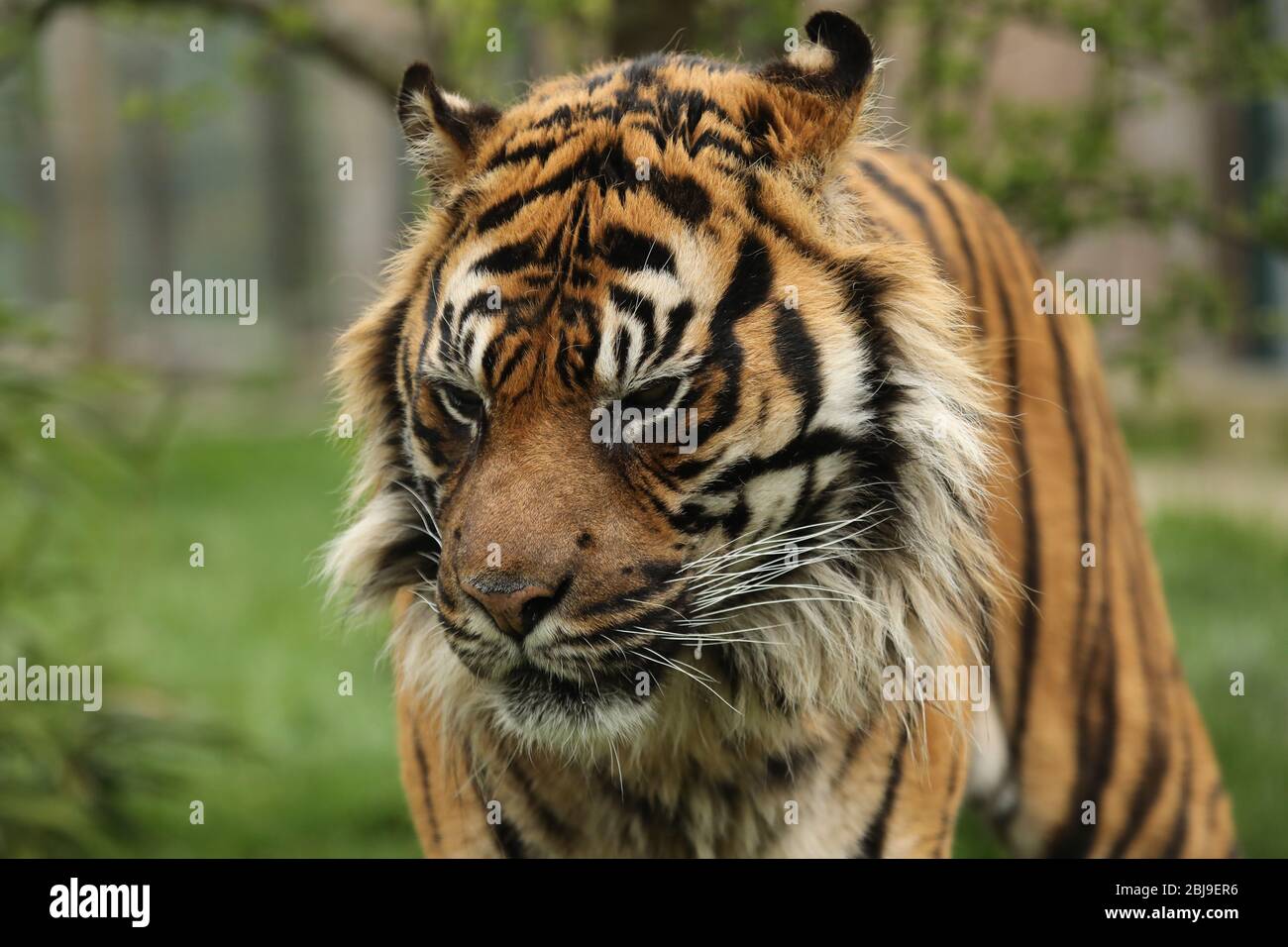 Amur tiger endangered species in captivity Stock Photo - Alamy
