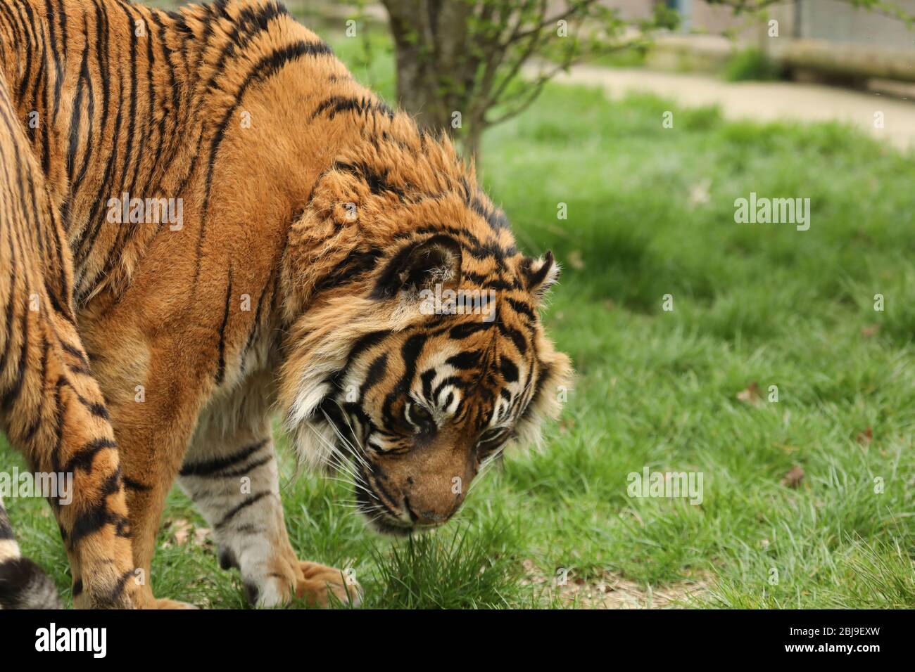 Amur tiger endangered species in captivity Stock Photo - Alamy