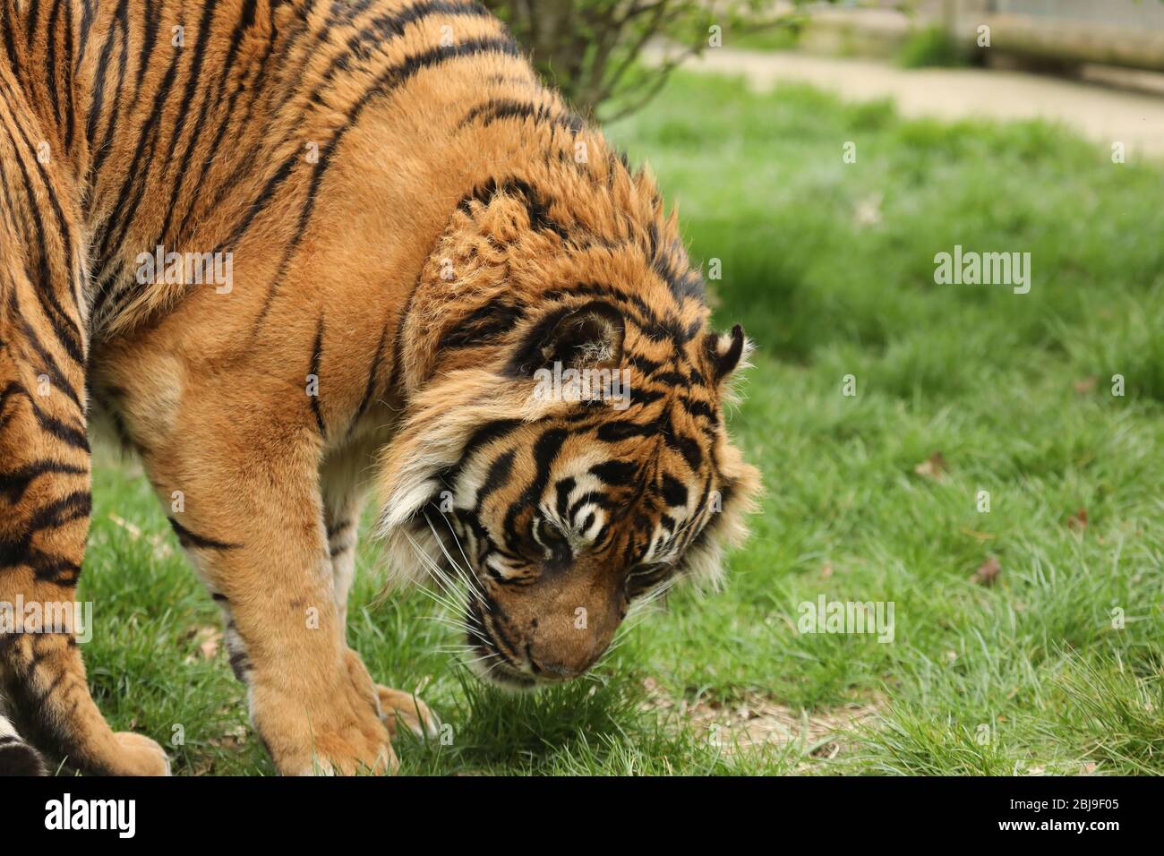 Amur tiger endangered species in captivity Stock Photo - Alamy