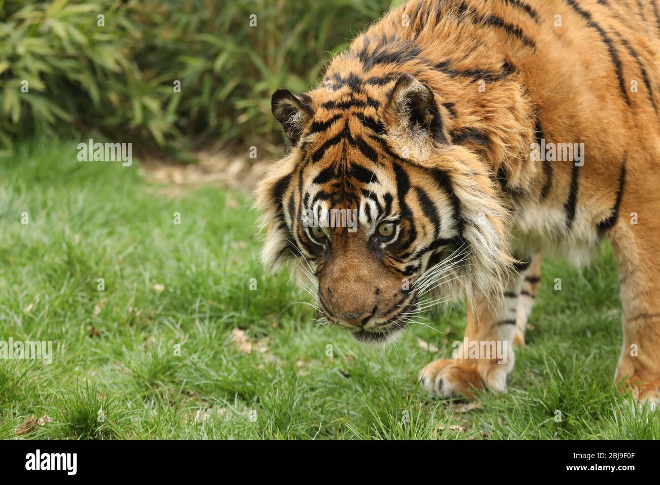Amur tiger endangered species in captivity Stock Photo - Alamy