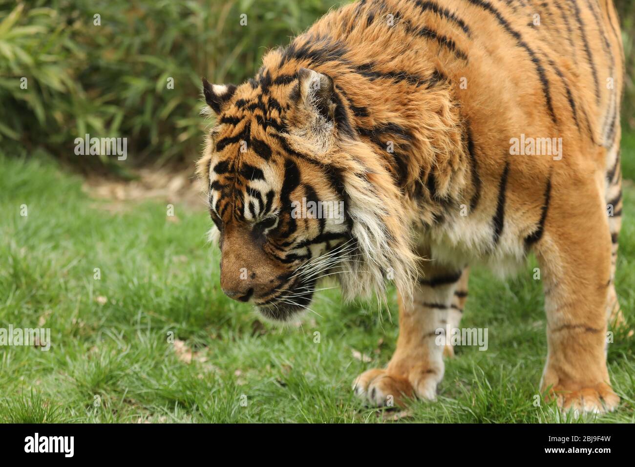 Amur tiger endangered species in captivity Stock Photo - Alamy