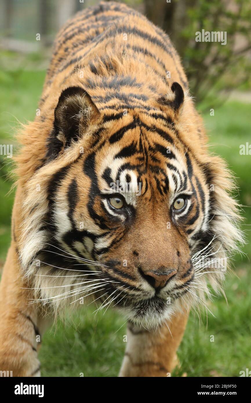 Amur tiger endangered species in captivity Stock Photo - Alamy