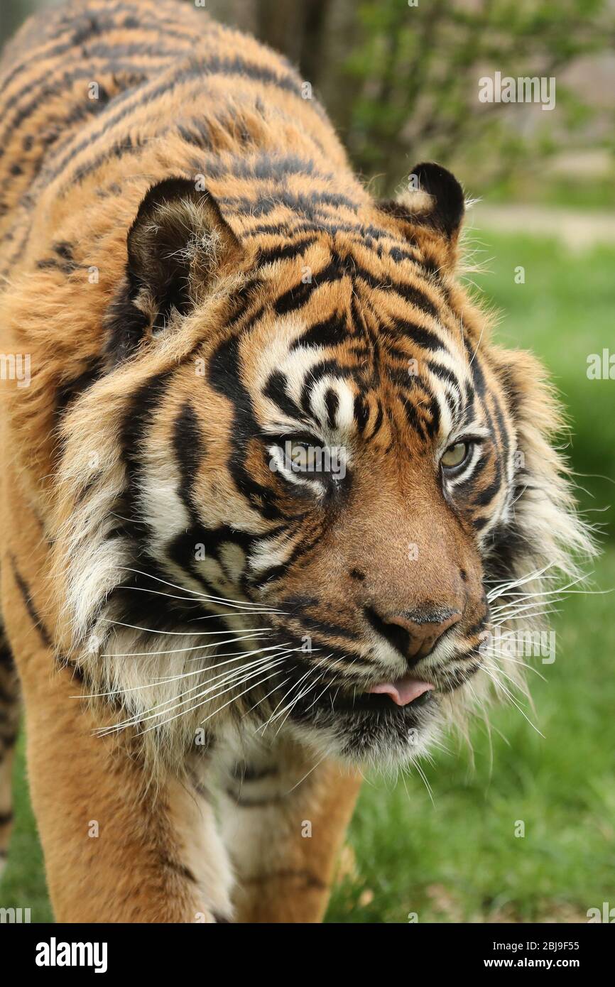 Amur tiger endangered species in captivity Stock Photo - Alamy