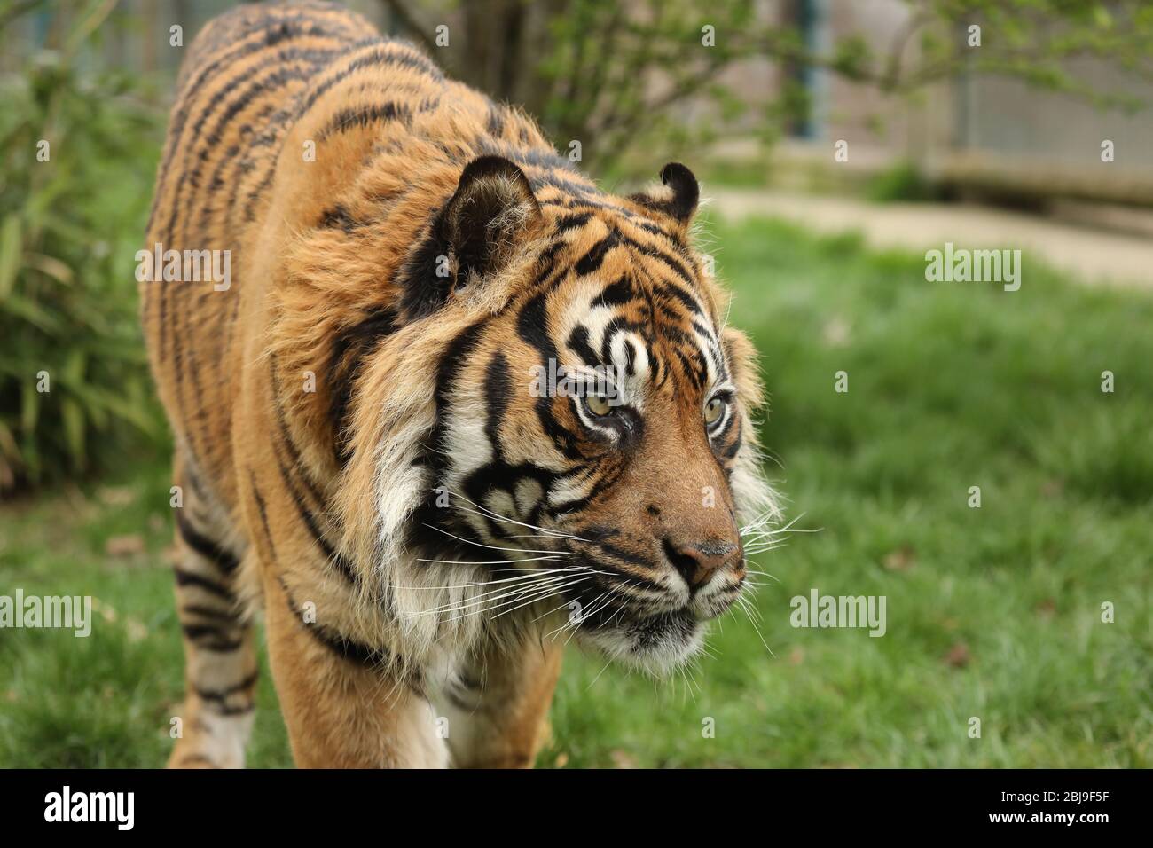 Amur tiger endangered species in captivity Stock Photo - Alamy