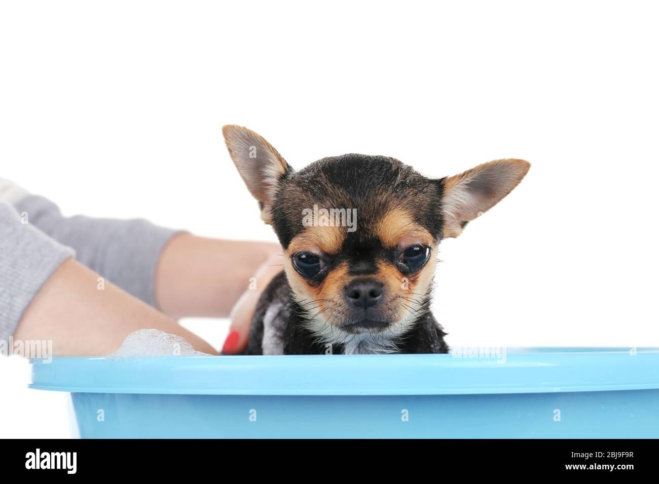 Female owner washing her puppy in bath isolated on white Stock Photo ...