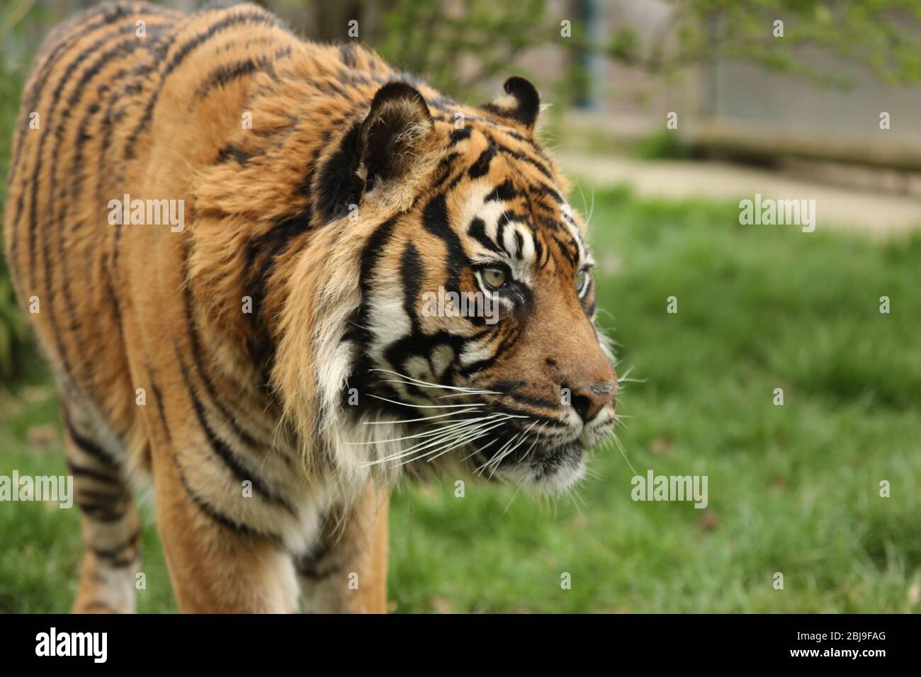 Amur tiger endangered species in captivity Stock Photo - Alamy