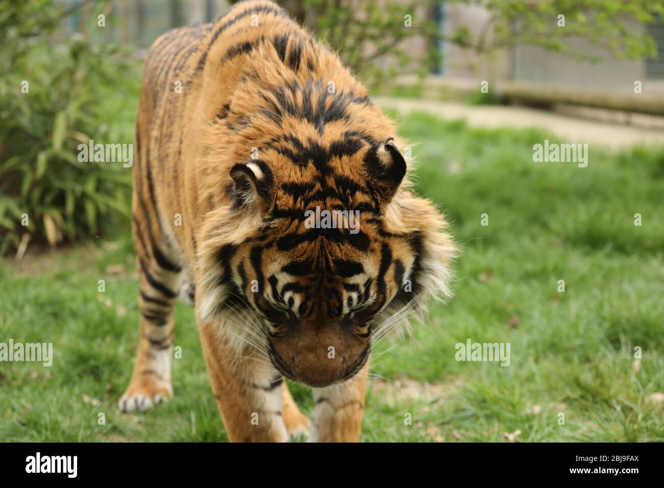 Amur tiger endangered species in captivity Stock Photo - Alamy