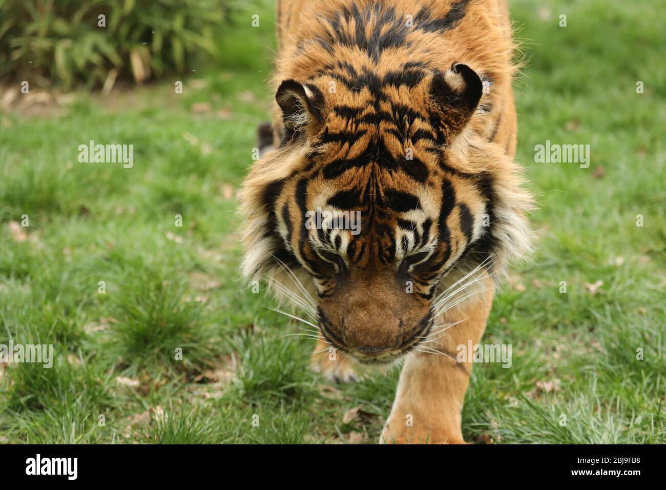 Amur tiger endangered species in captivity Stock Photo - Alamy
