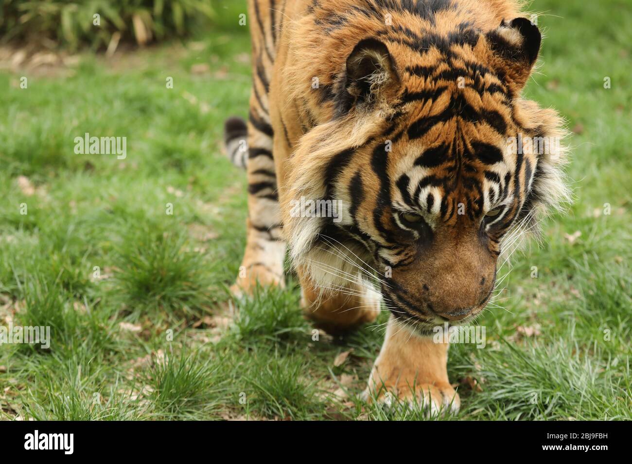 Amur tiger endangered species in captivity Stock Photo - Alamy