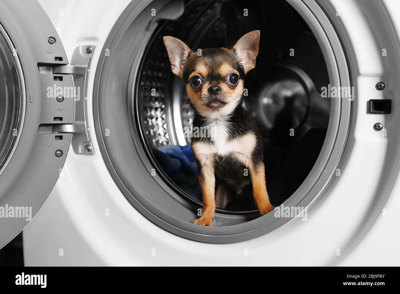 Dog washing machine hi-res stock photography and images - Alamy