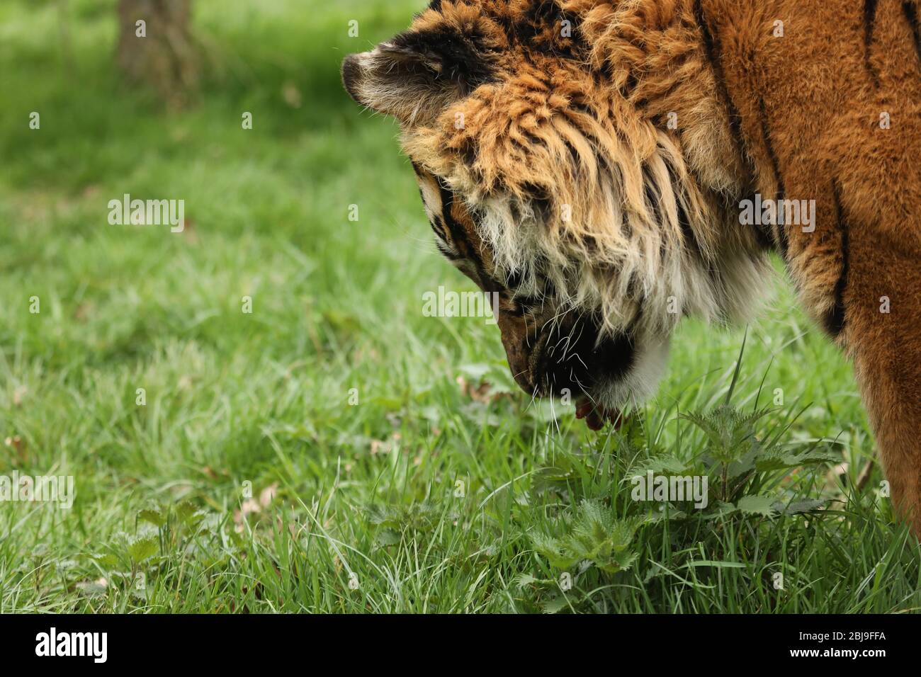 Amur tiger endangered species in captivity Stock Photo - Alamy