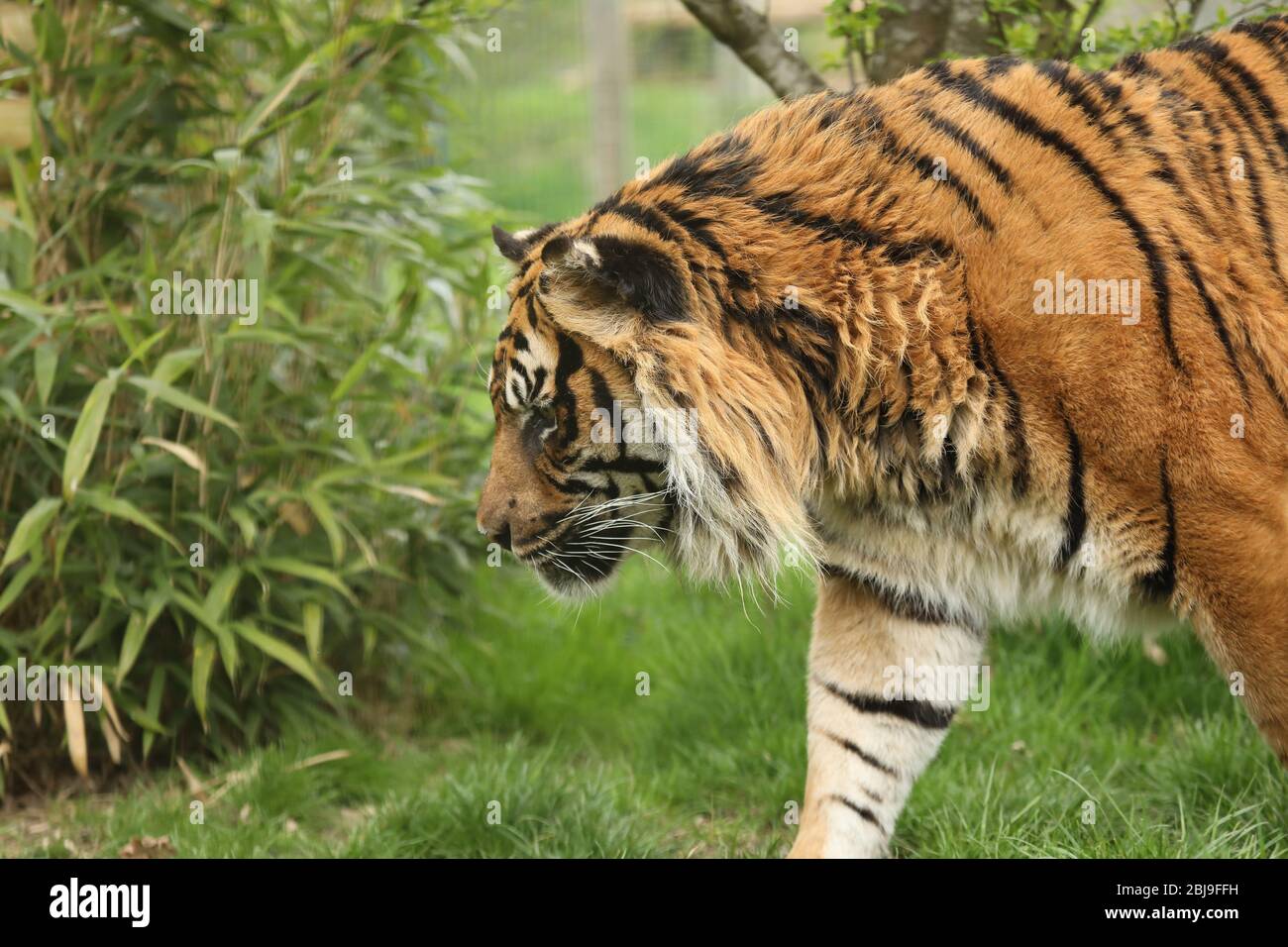 Amur tiger endangered species in captivity Stock Photo - Alamy