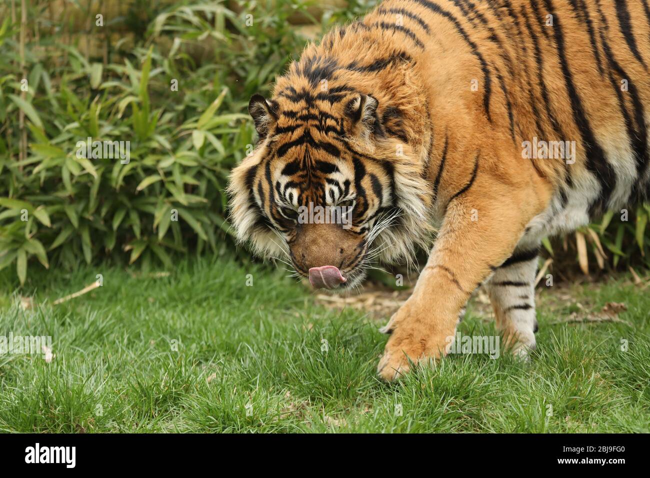 Amur tiger endangered species in captivity Stock Photo - Alamy