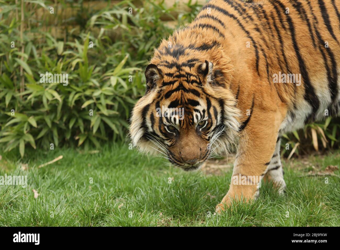 Amur tiger endangered species in captivity Stock Photo - Alamy