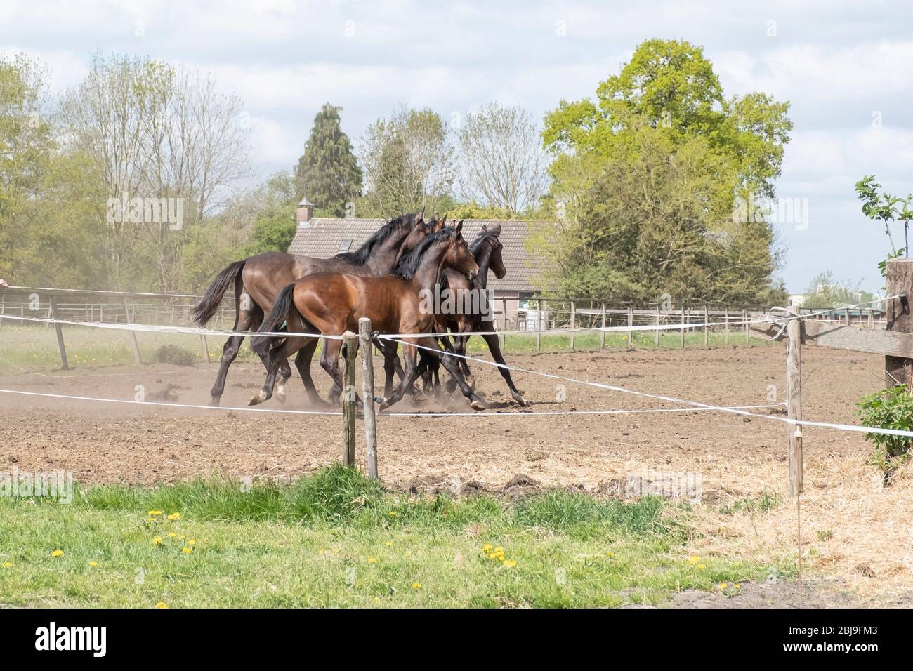 Magical natural landscape. A view of a herd of horses. At a sunny day ...
