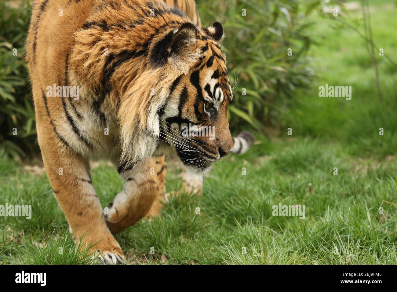 Amur tiger endangered species in captivity Stock Photo - Alamy