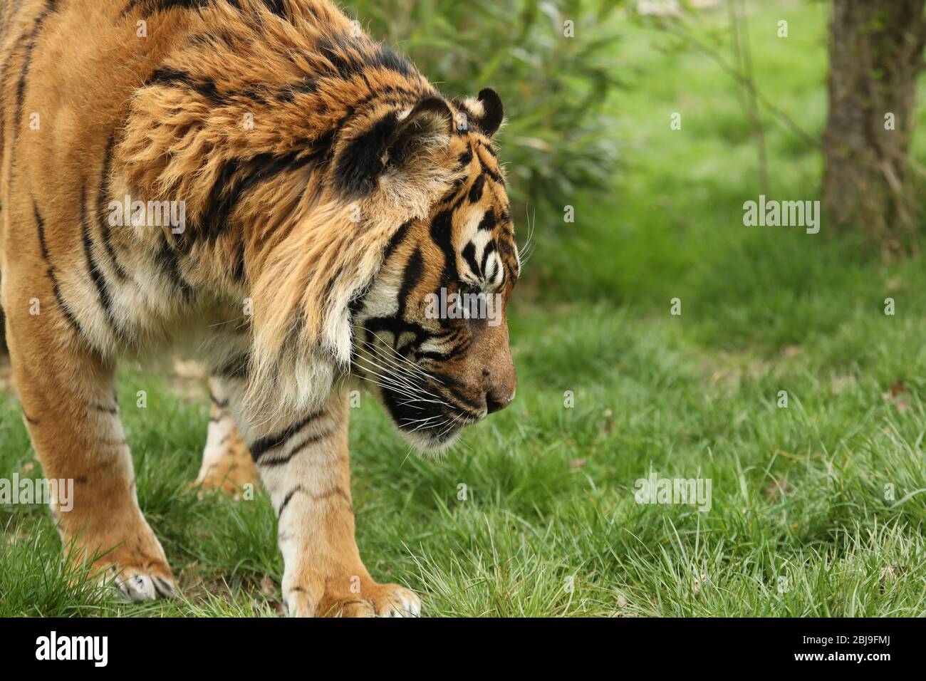 Amur tiger endangered species in captivity Stock Photo - Alamy