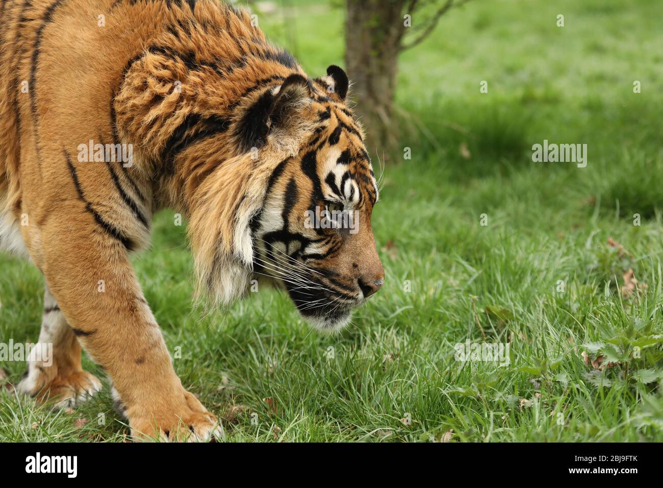 Amur tiger endangered species in captivity Stock Photo - Alamy