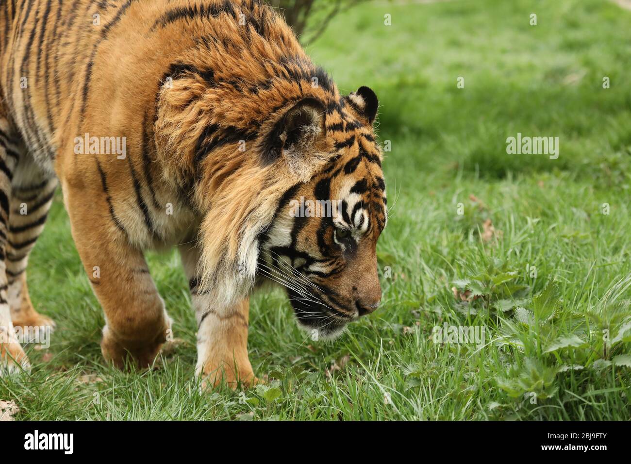 Amur tiger endangered species in captivity Stock Photo - Alamy