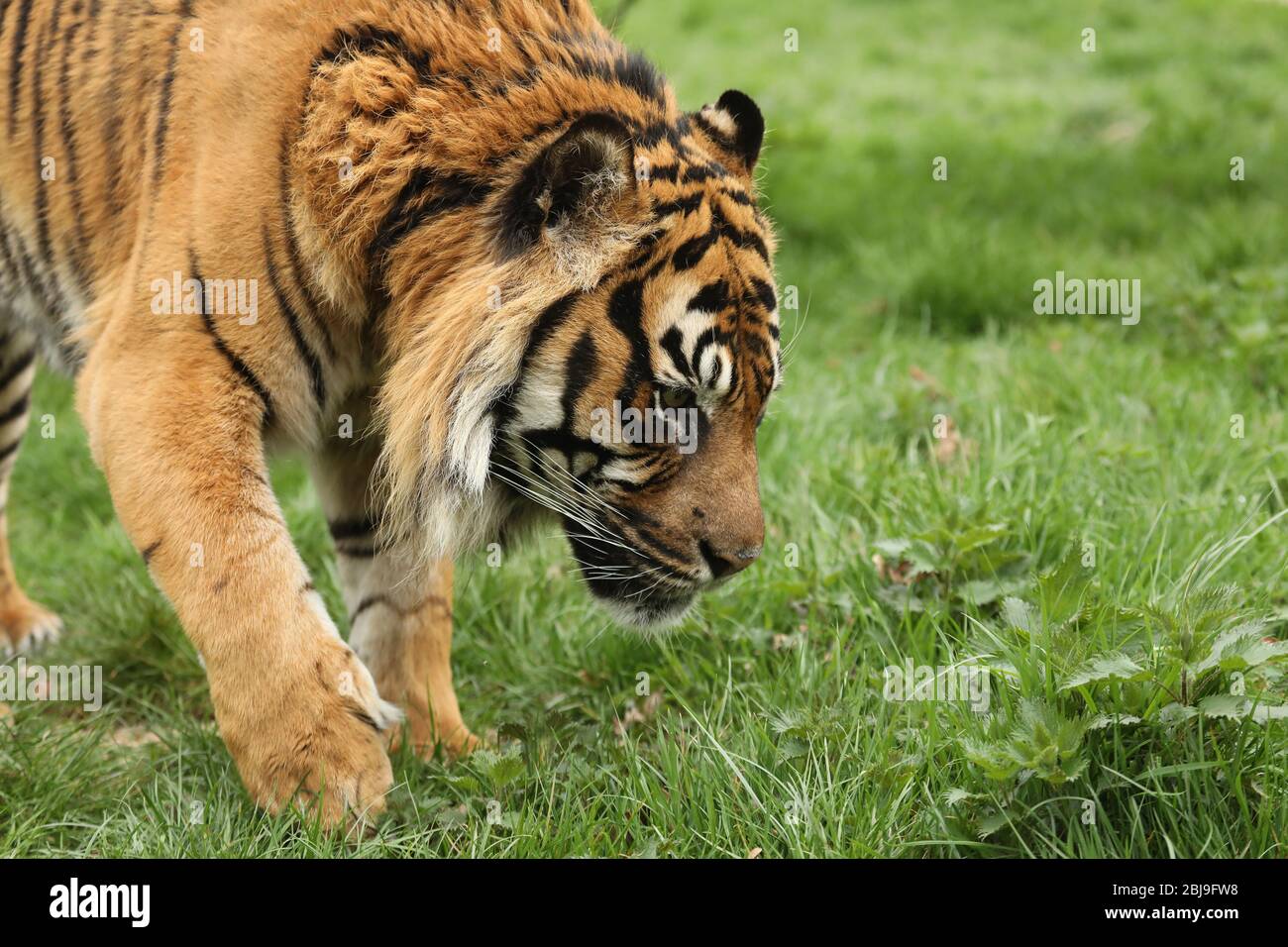 Amur tiger endangered species in captivity Stock Photo - Alamy