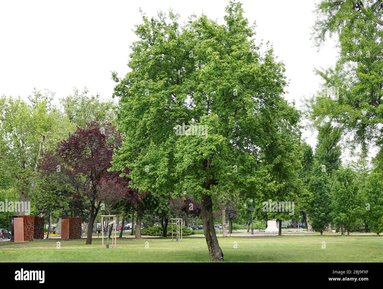 Beautiful green tree in park Stock Photo - Alamy