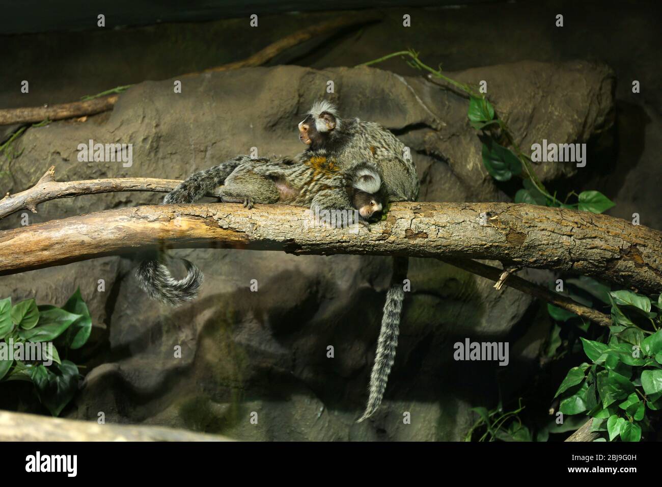 Little monkeys in the zoo Stock Photo - Alamy