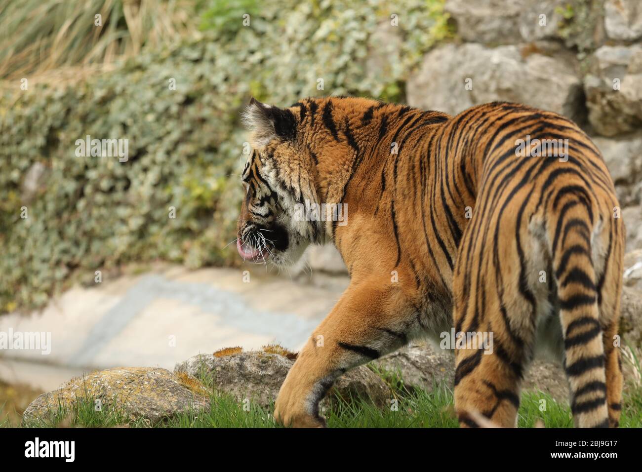 Amur tiger endangered species in captivity Stock Photo - Alamy